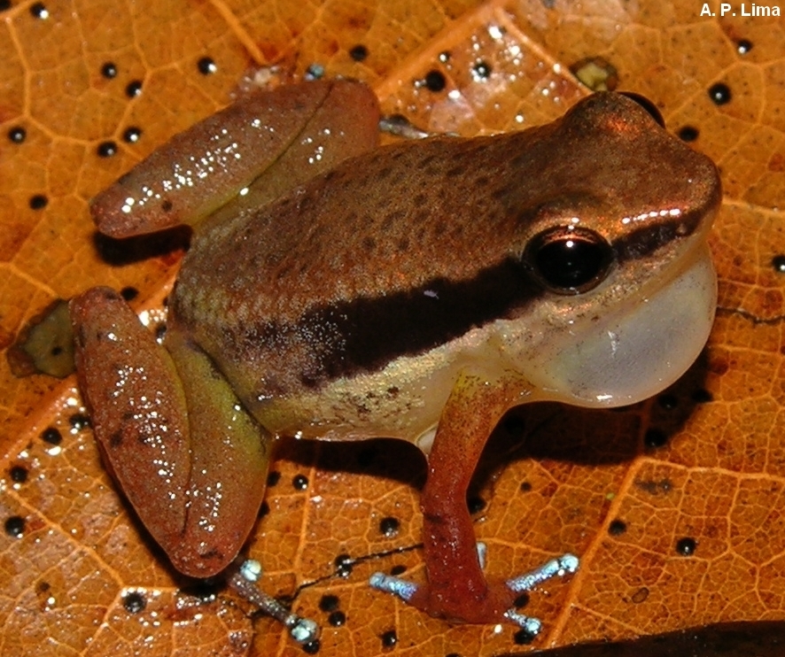 Photos of species | ppbio.inpa.gov.br/inicio