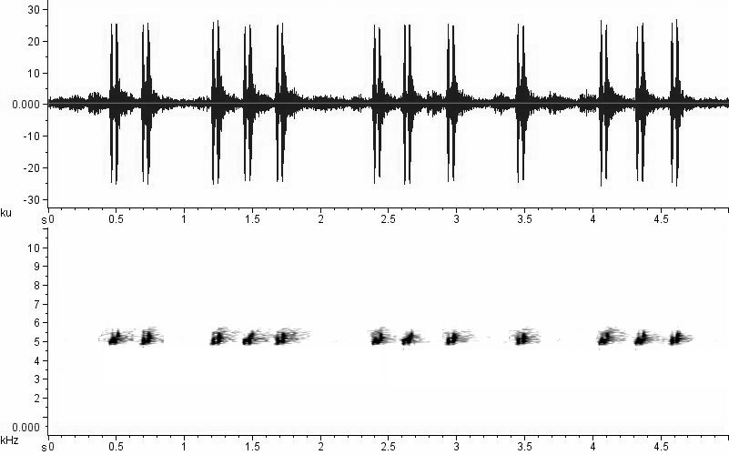 Allobates gasconi | ppbio.inpa.gov.br/inicio