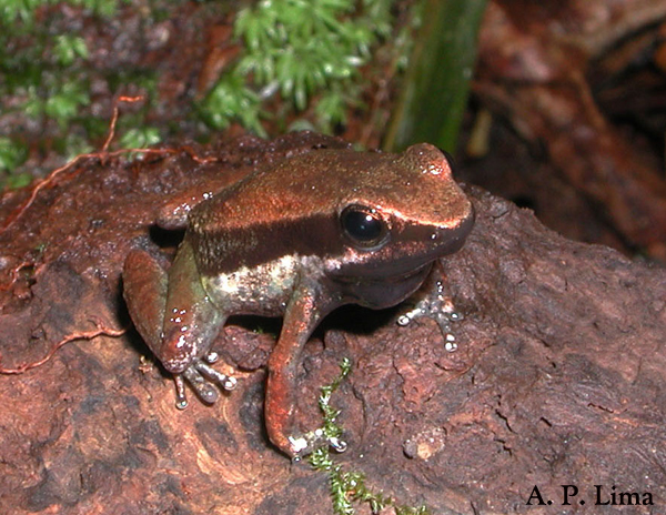 Fotos das espécies | ppbio.inpa.gov.br/inicio