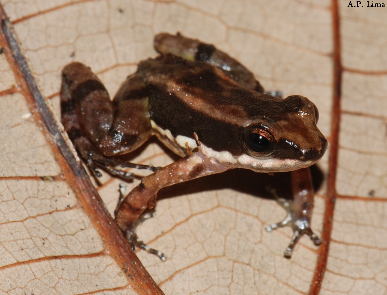Allobates sp3 madeira | ppbio.inpa.gov.br/inicio
