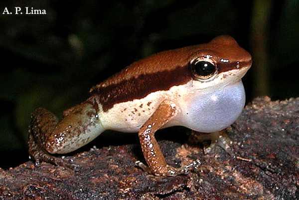 Fotos das espécies | ppbio.inpa.gov.br/inicio