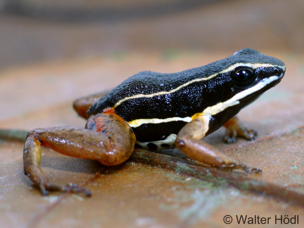 Photos of species | ppbio.inpa.gov.br/inicio