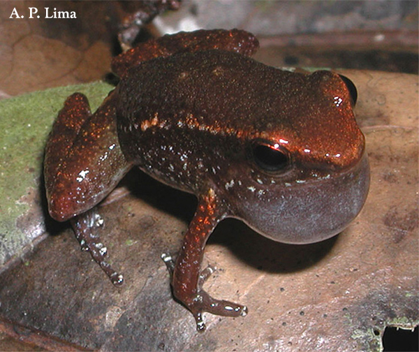 Fotos das espécies | ppbio.inpa.gov.br/inicio