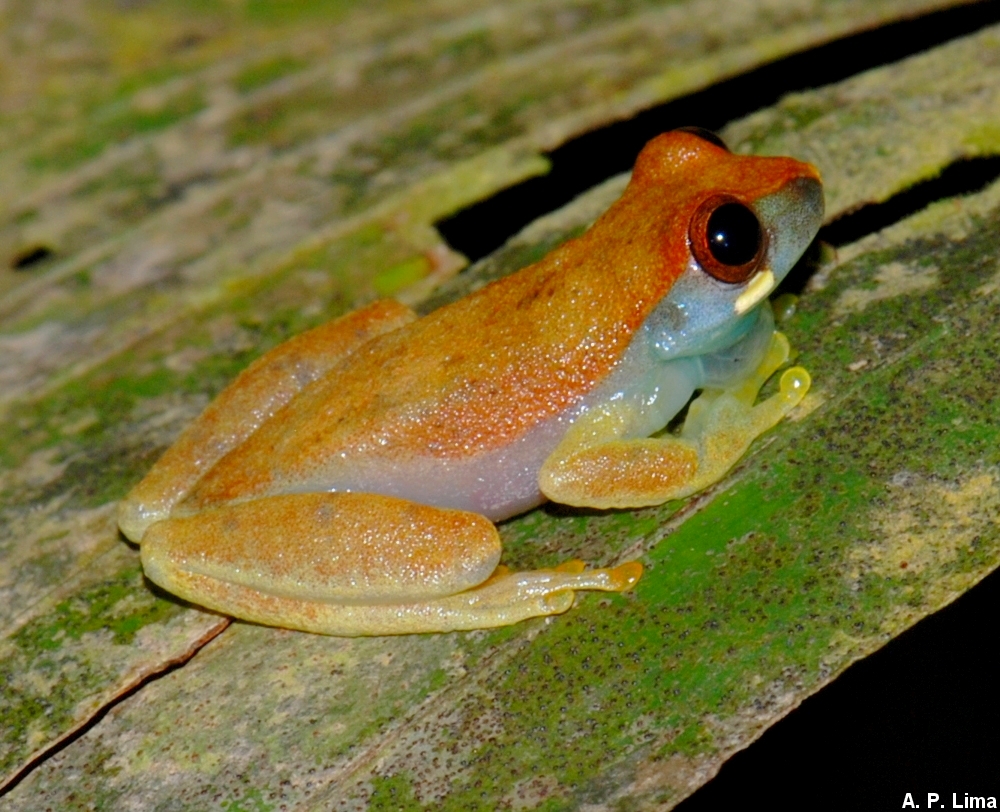 Dendropsophus sp. | ppbio.inpa.gov.br/inicio