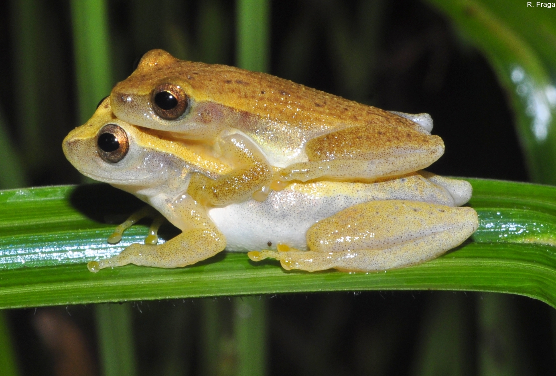 Dendropsophus nanus | ppbio.inpa.gov.br/inicio