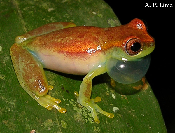 Dendropsophus sp. | ppbio.inpa.gov.br/inicio