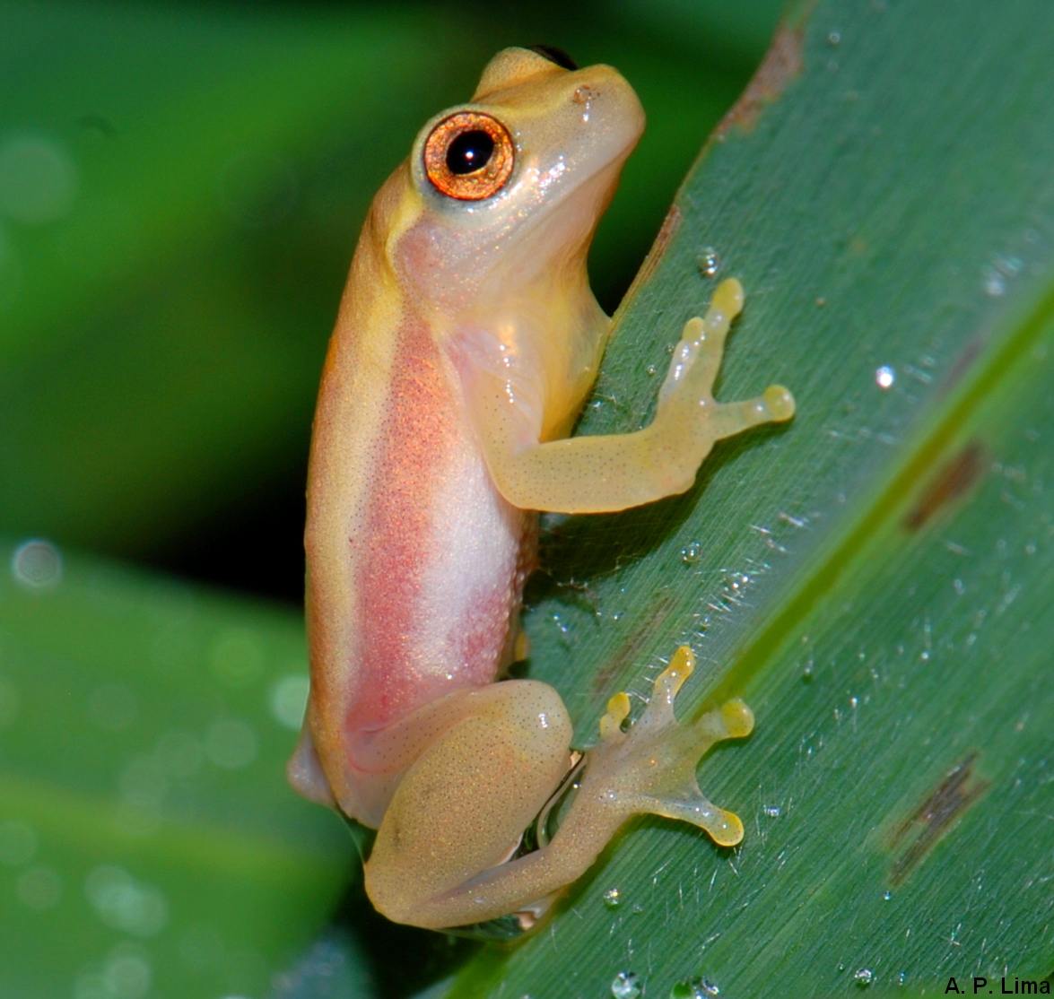 Dendropsophus mínimus | ppbio.inpa.gov.br/inicio