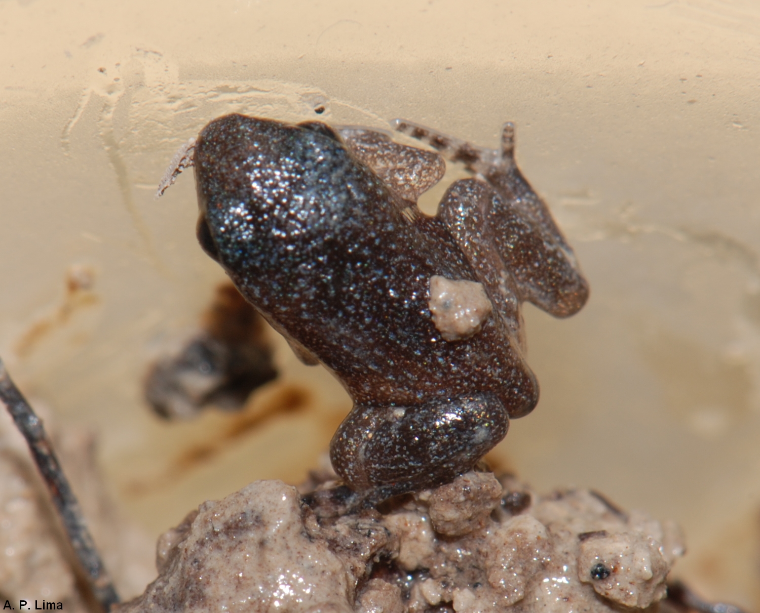 Leptodactylus Andreae Ppbio inpa gov br inicio