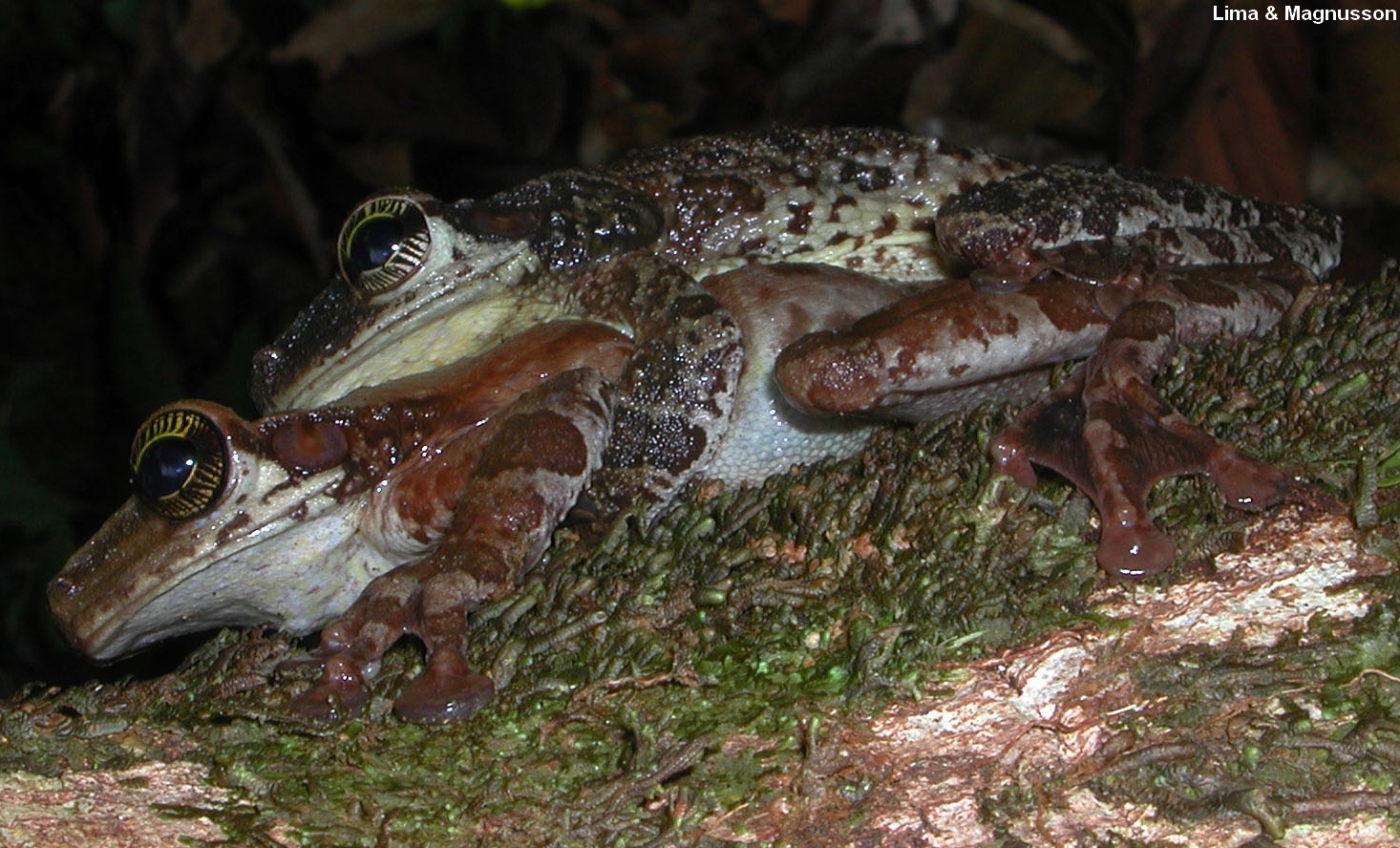 Osteocephalus taurinus | ppbio.inpa.gov.br/inicio